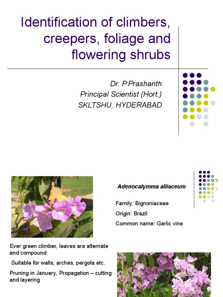 Identification of Climbers | PDF | Leaf | Pruning