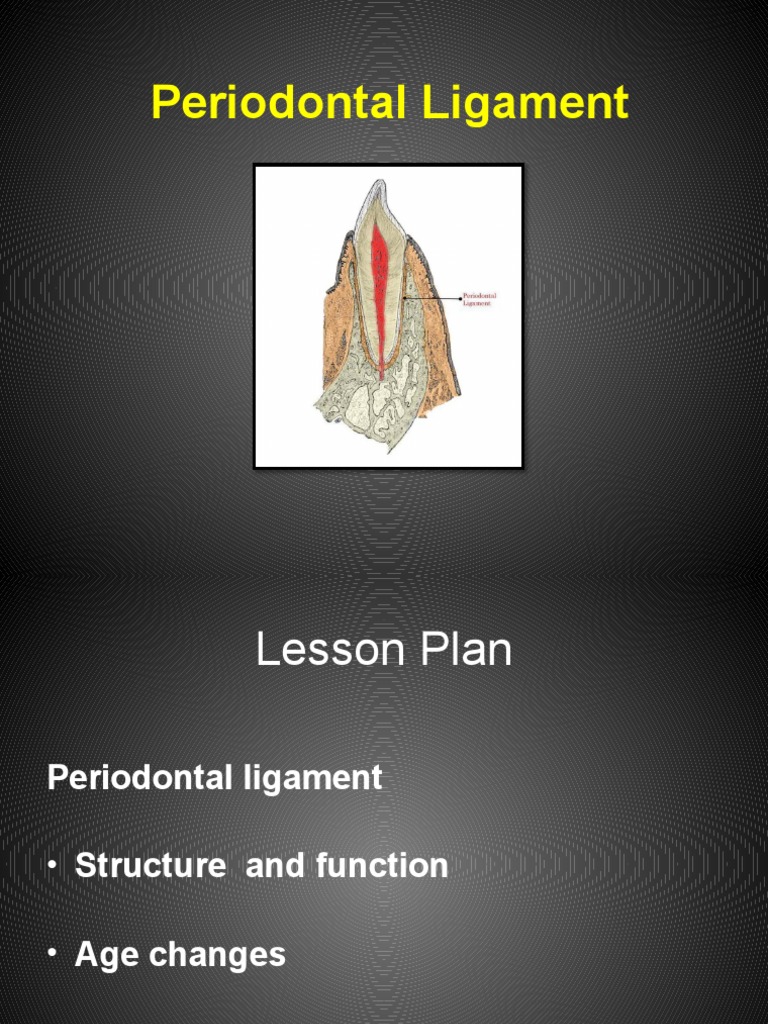 Periodontal Ligament | PDF | Anatomy | Tissue (Biology)