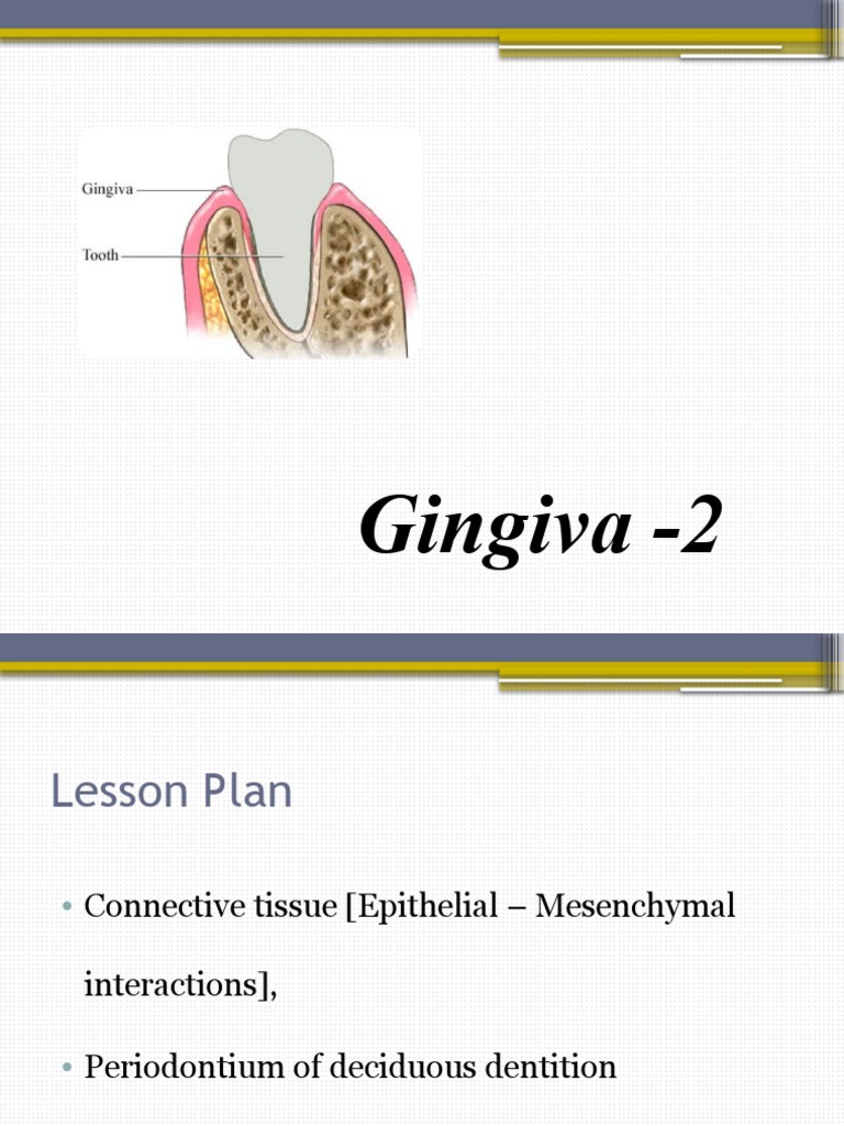 Gingiva | PDF | Epithelium | Anatomy