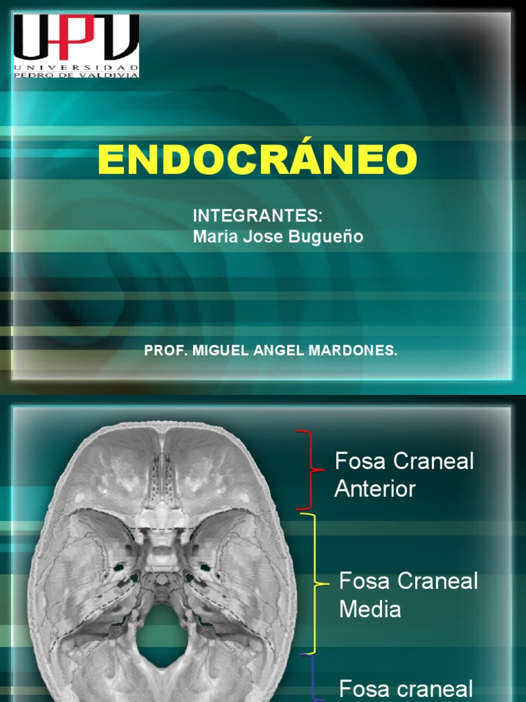 Endocráneo | PDF | Ciencias sociales | Ciencia y matemáticas