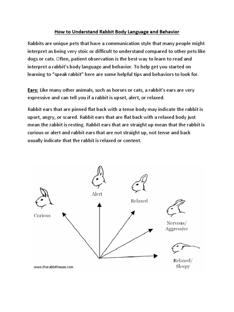 Rabbit Behavior | PDF | Cats | Rabbit