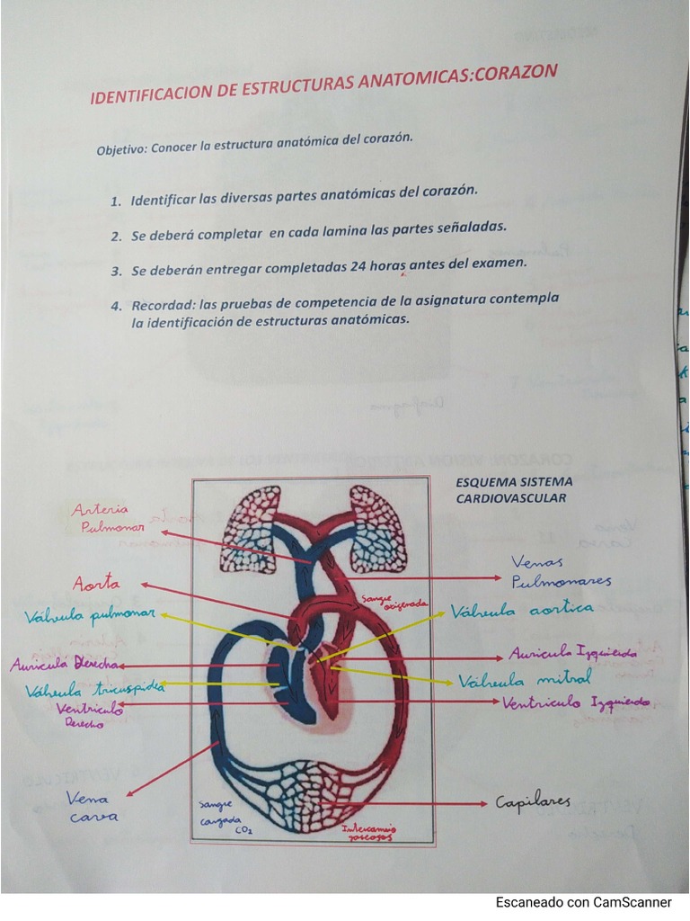 Laminas Anatómicas Corazon | PDF