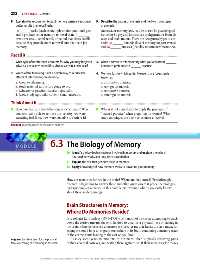 5E Biological Bases of Memory (Nevid, p232 235) | PDF | Memory | Recall (Memory)