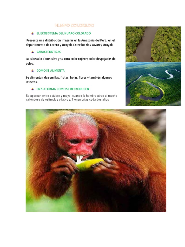 El Ecosistema Del Huapo Colorado | PDF