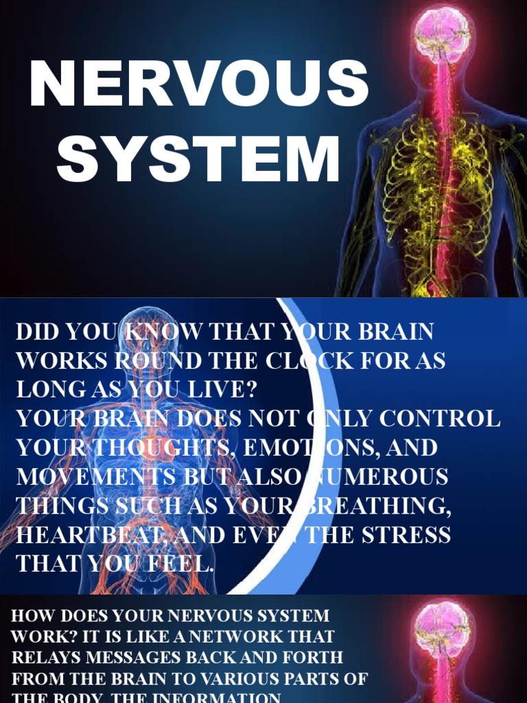Nervous System 2 | PDF