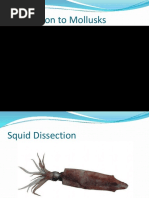 Labeled Female Squid Dissection Guide | PDF | Mollusca | Anatomical ...