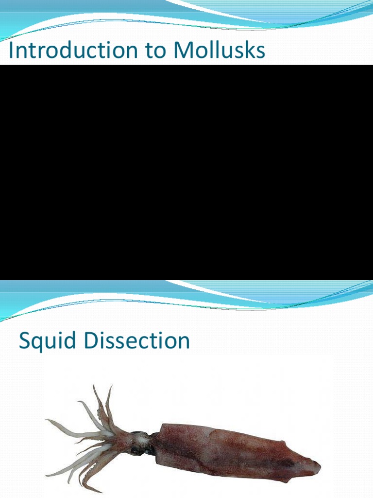 Squid Dissection Guide | Download Free PDF | Gill | Heart