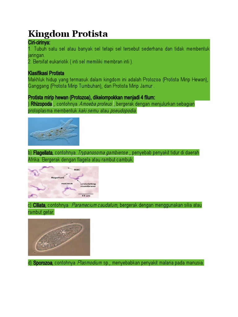 Kingdom Protista | PDF