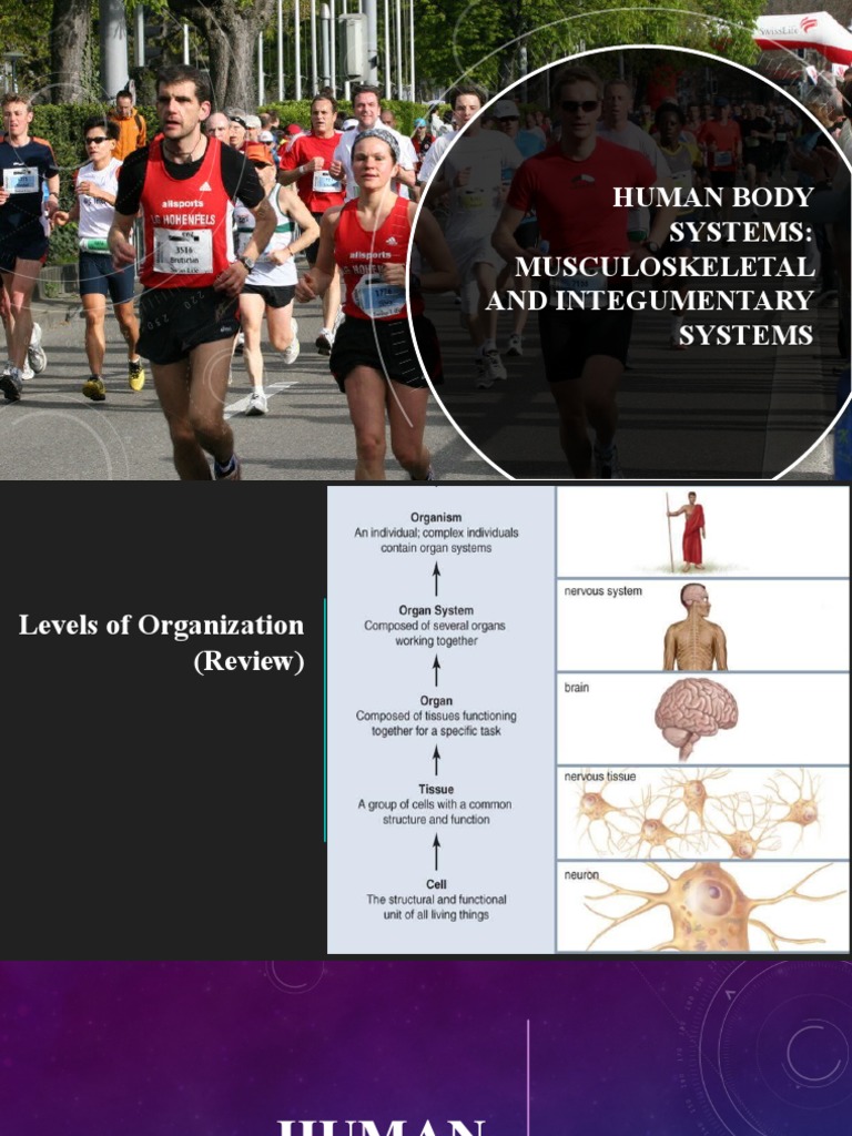 Human Body Systems - Musculoskeletal and Integumentary 1920 | PDF ...