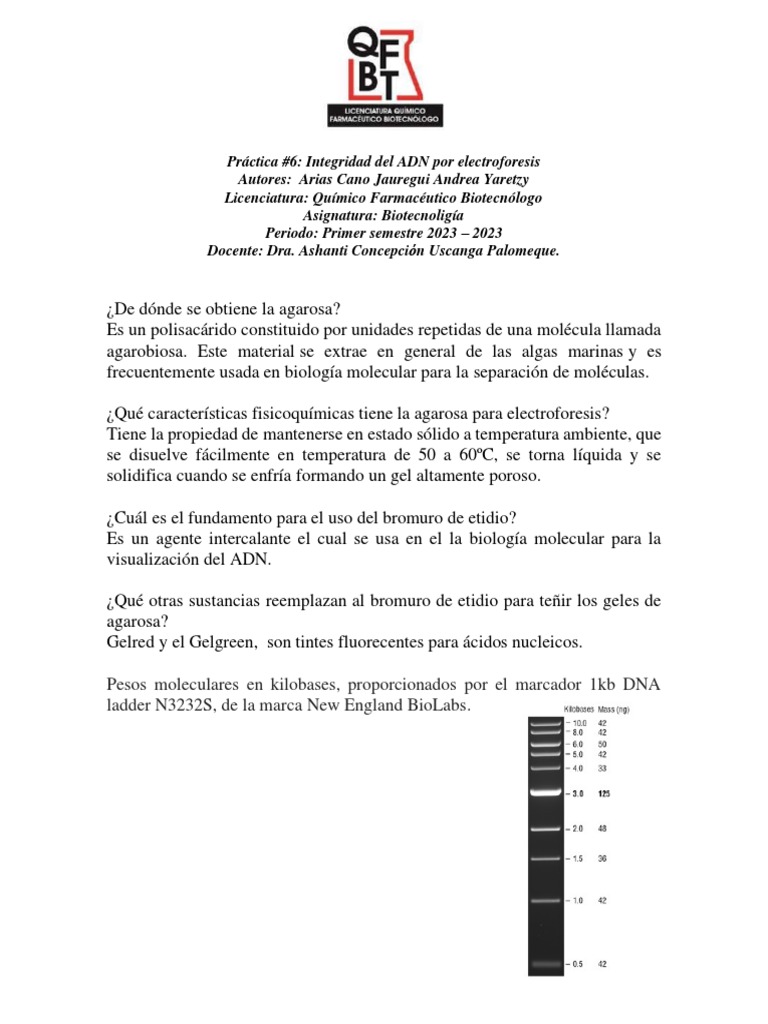 Pesos Moleculares en Kilobases, Proporcionados Por El Marcador 1Kb Dna ...