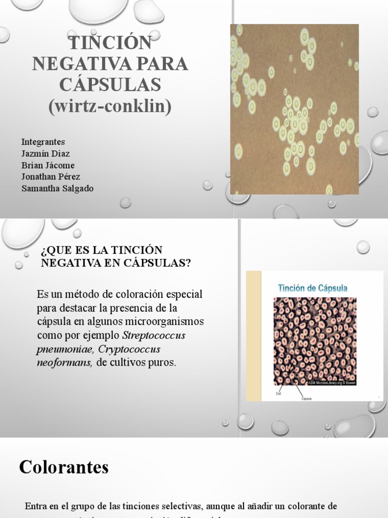 Tincion Wirtz Conklin | PDF | Tinción | Especialidades Medicas