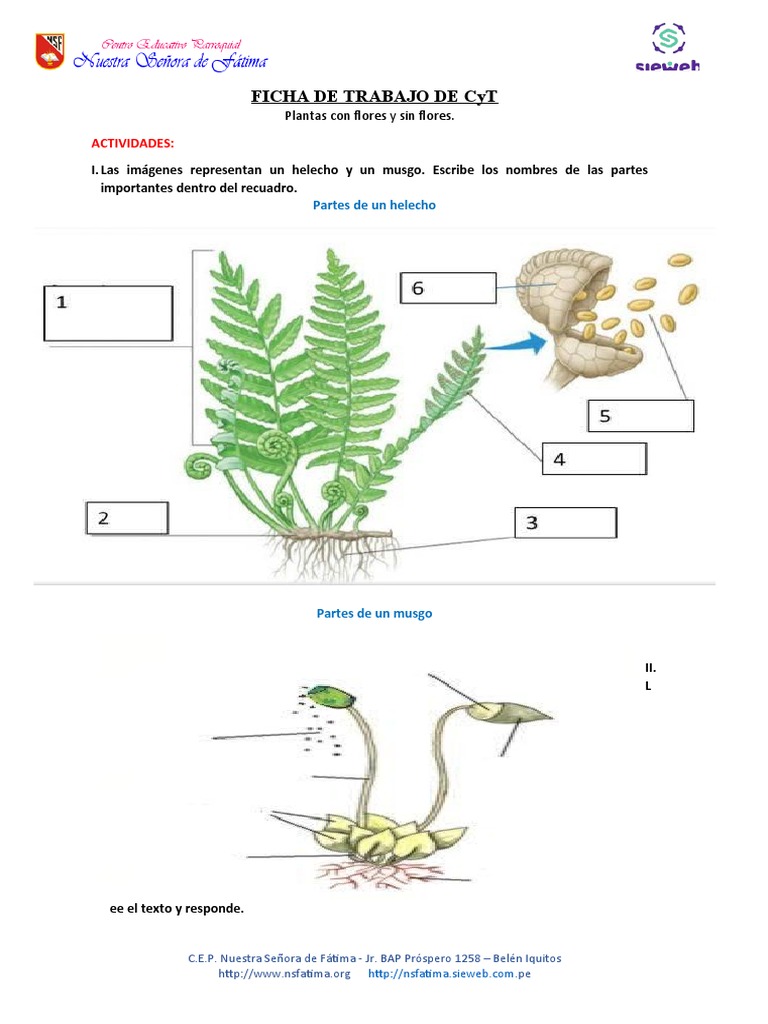 Ficha de Trabajo de Plantas Con Flores y Sin Flores | PDF | Tallo de la ...