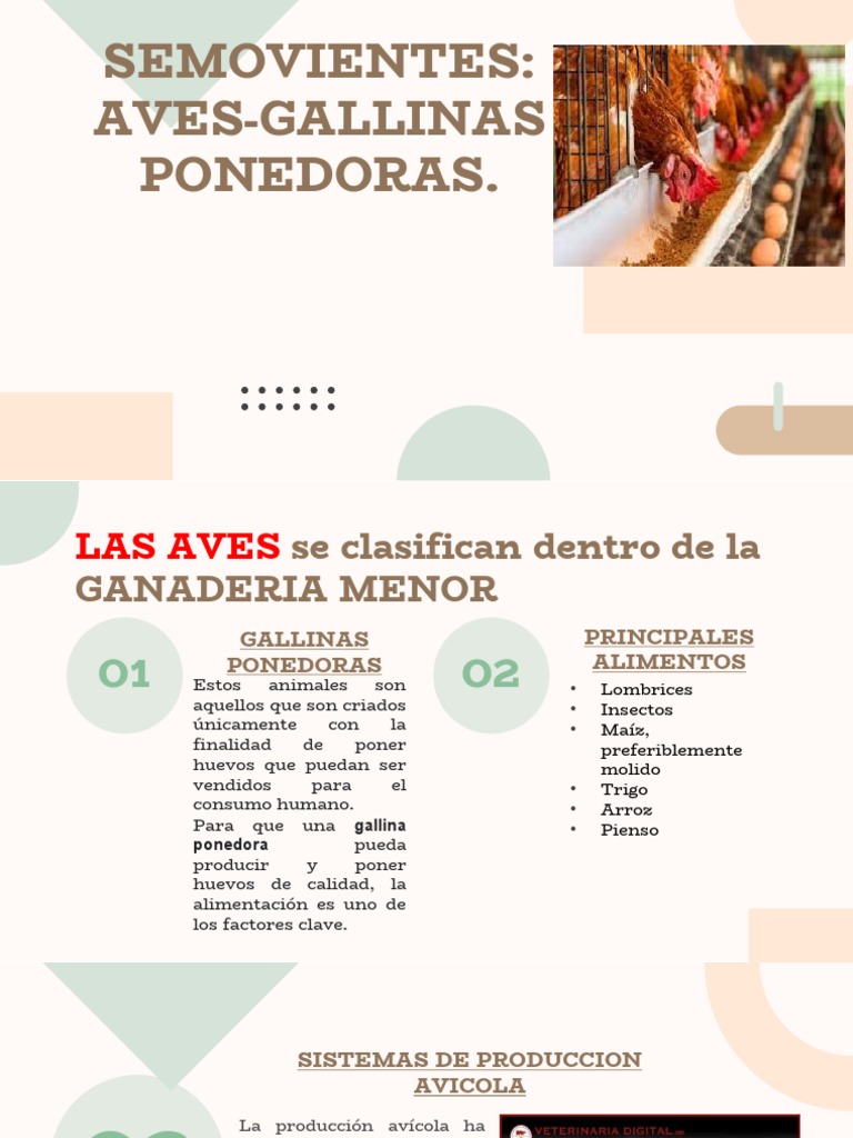 Semovientes: Aves-Gallinas Ponedoras | PDF | Huevo como alimento | Pollo