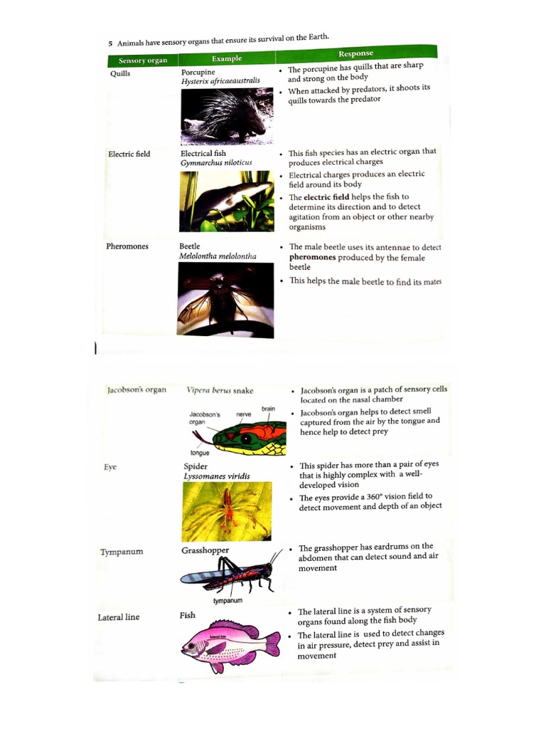 Sensory Organs That Ensure Animals' Survival in The Earth 3A7 | PDF