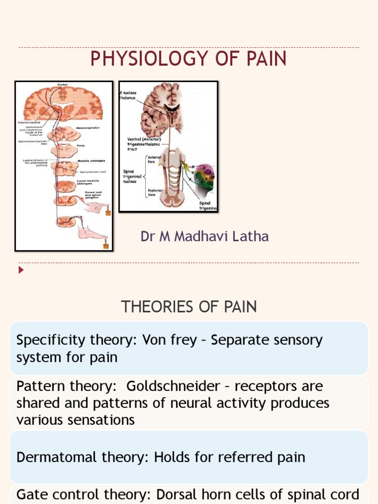 Physiology of Pain: DR M Madhavi Latha | PDF | Pain | Somatosensory System