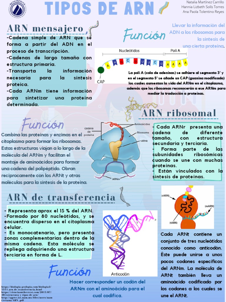 Tipos de ARN | PDF | Rna | Ribosoma