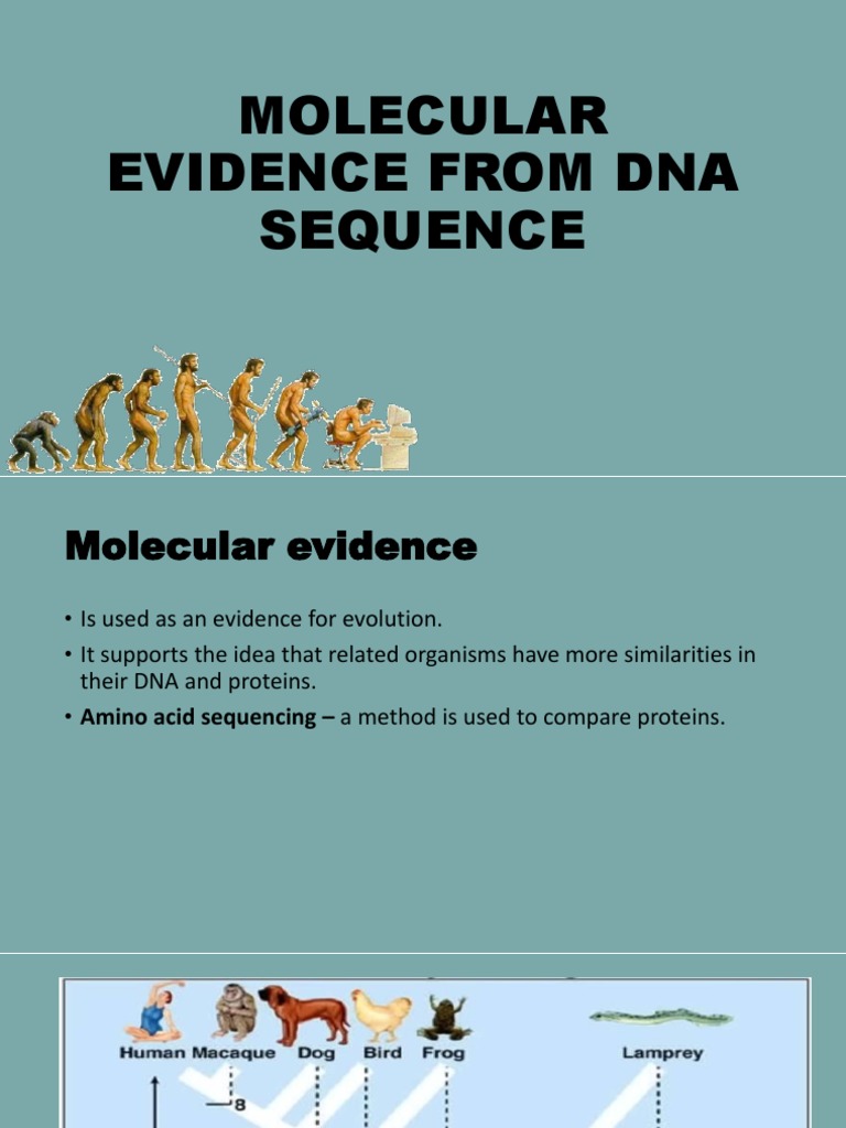 DNA Evidence and Evolution Theories | PDF | Evolution | Science
