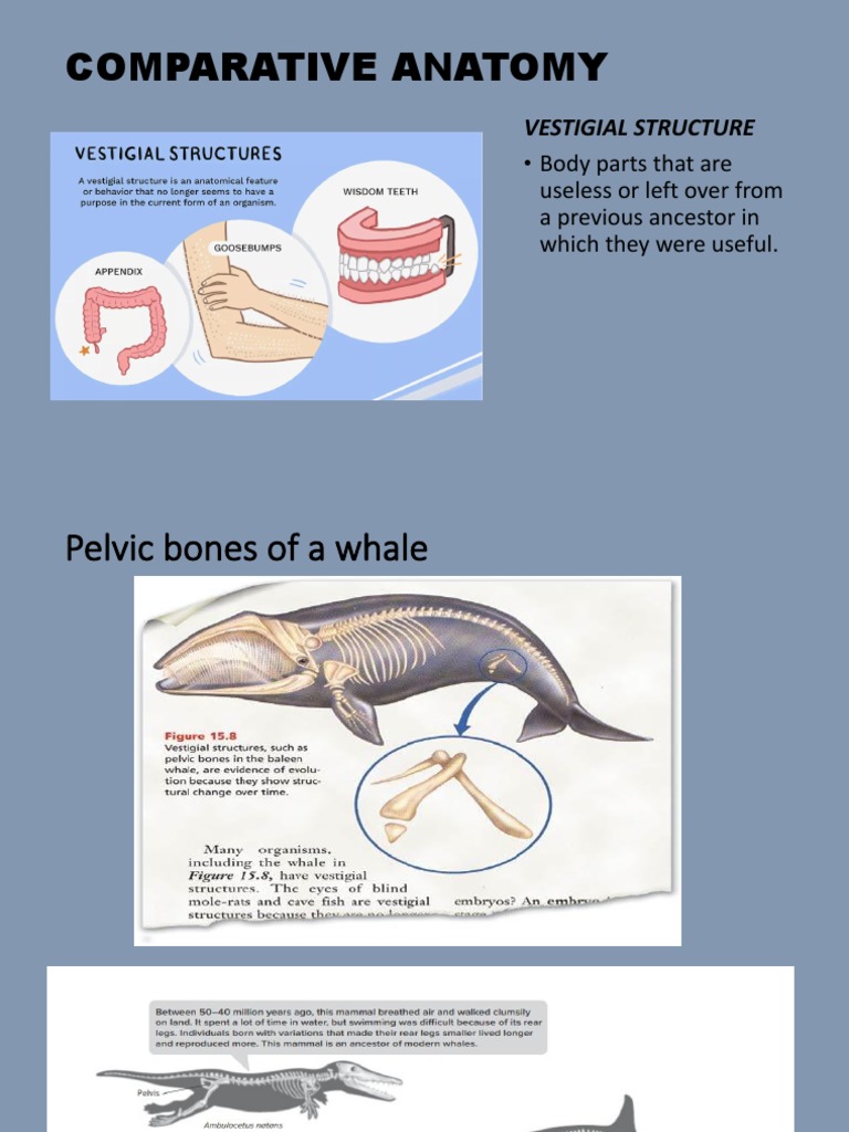Comparative Anatomy: Vestigial Structure | PDF | Biodiversity | Ecosystem