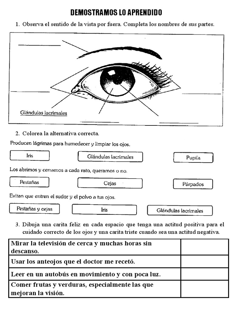 sentido de la vista | PDF