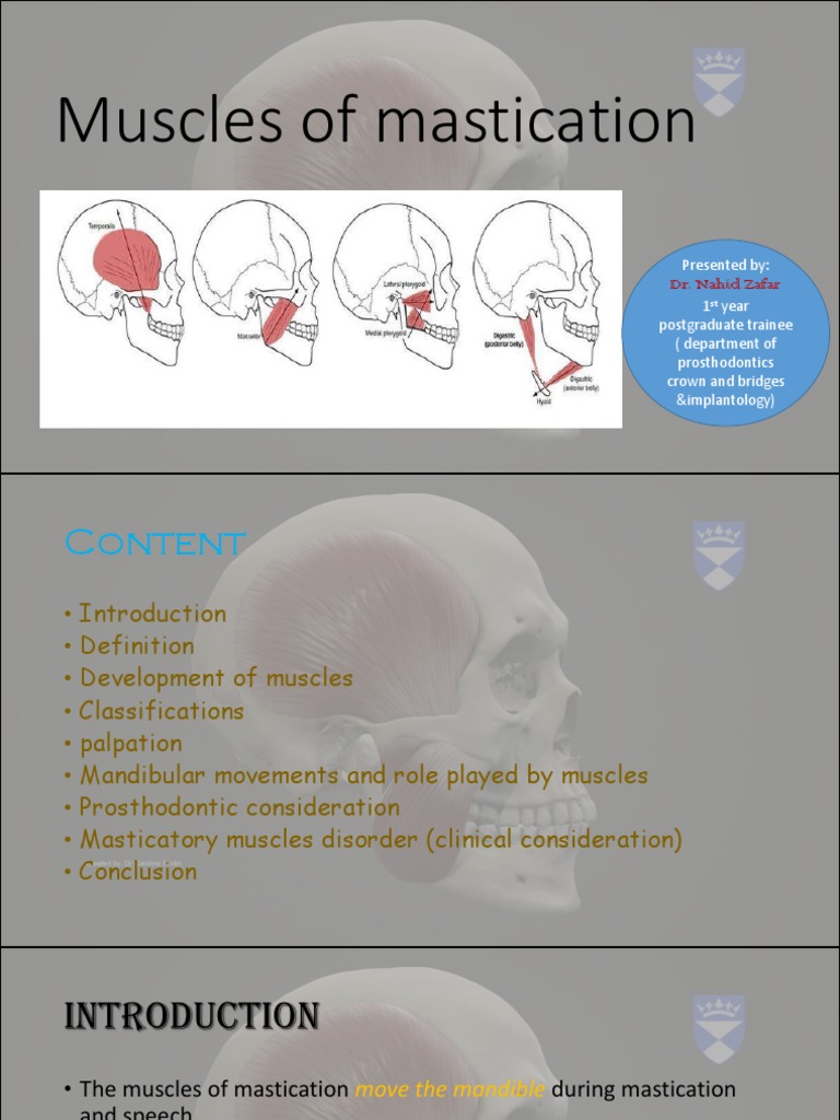 Muscles of Mastication Mine 2 | PDF | Human Anatomy | Anatomy