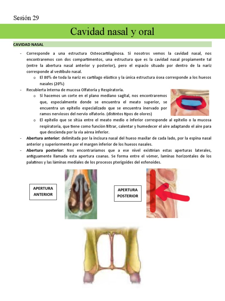 Cavidad Nasal y Oral | PDF | Nariz humana | Lengua