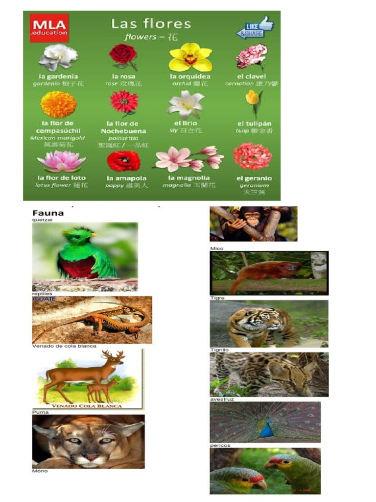 Flora y Fauna | PDF