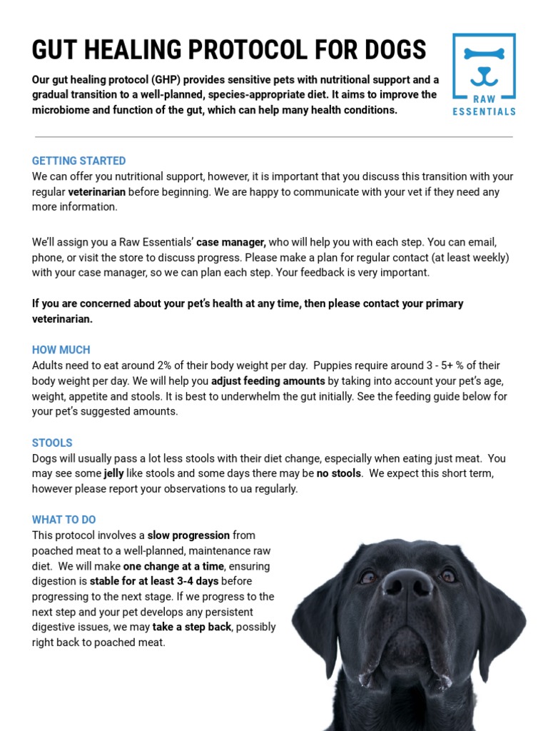 Gut Healing Protocol for Dogs | PDF | Meat | Feces