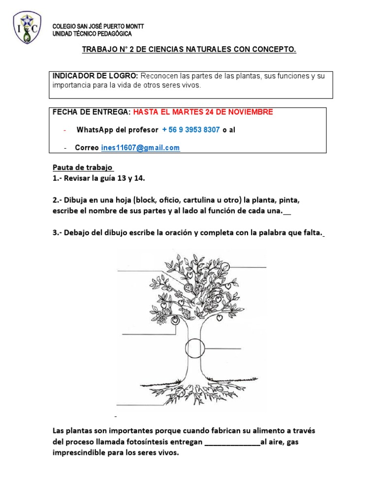 Partes De Las Plantas Hoja De Trabajo Grado 2