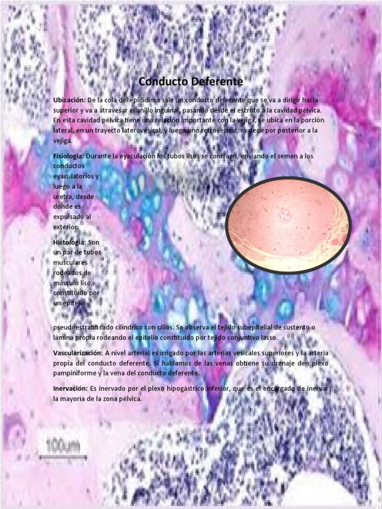 Conducto Deferente | PDF | Próstata | Vejiga urinaria