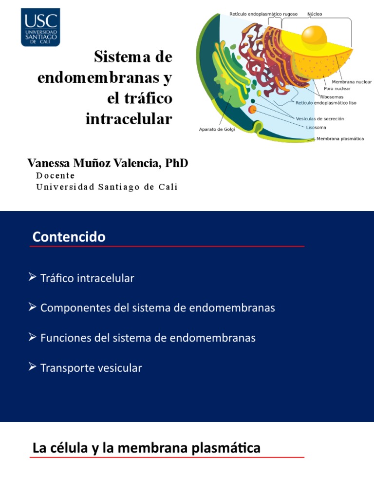 Clase 6 - Bases Del Transporte Intracelular | PDF | Retículo ...