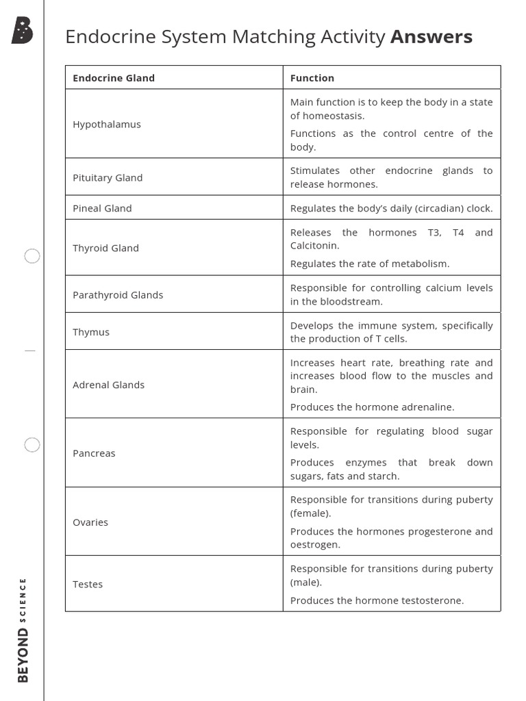 Endocrine System Matching Activity Answers | PDF