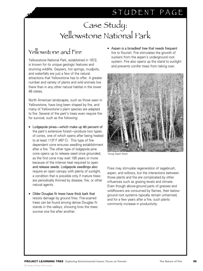 Kami Export - Yellowstone Case Study | PDF | Fires | Yellowstone ...