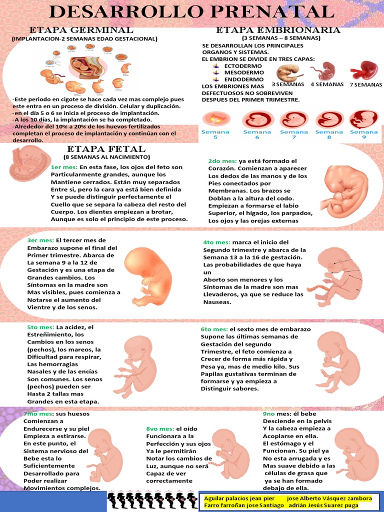 Infografia de Desarrollo Prenatal | Descargar gratis PDF | El embarazo ...