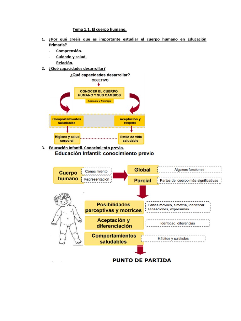 Tema 1 1 El Cuerpo Humano Pdf Digestión Sistema Circulatorio