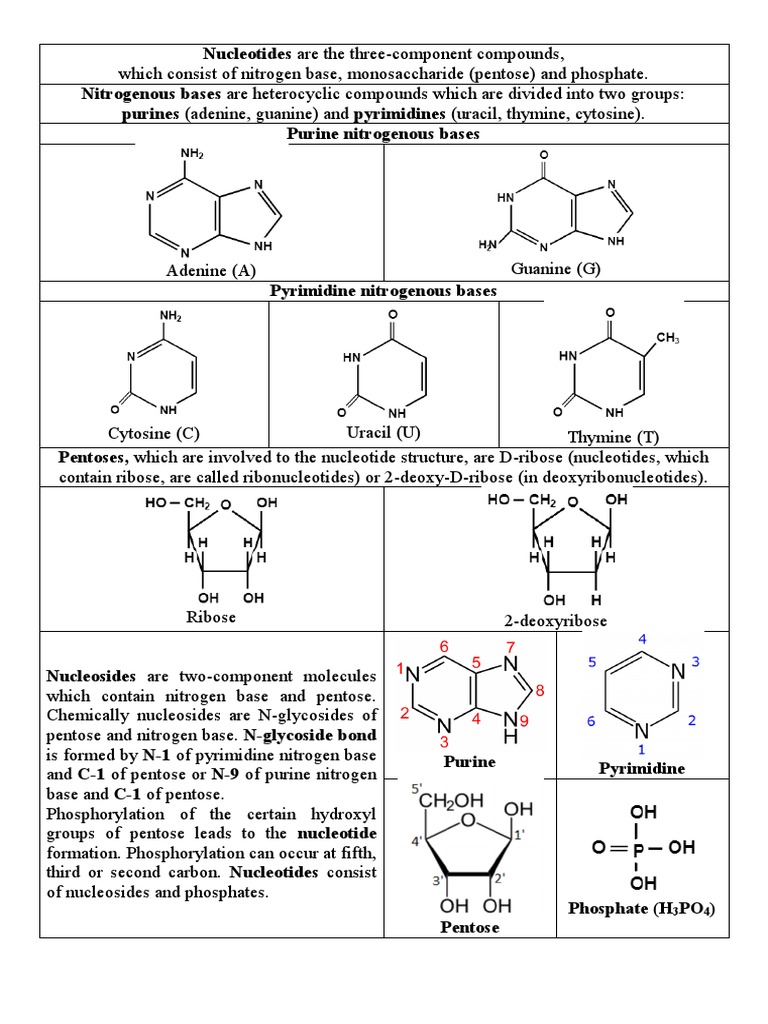 Nucleotide | PDF | Nucleotides | Nucleic Acids