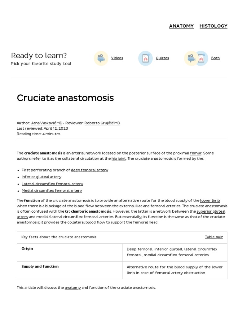 Cruciate Anastomosis | PDF | Hip | Human Leg