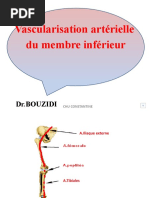 Vascularisation du membre inférieur | PDF | Main | Jambe humaine