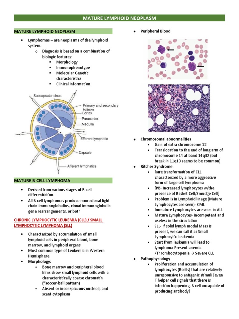 Mature B Cell Lymphoma CLL PLL HCL | PDF | Lymphocyte | Leukemia
