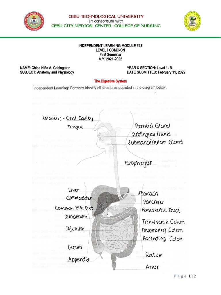 Digestive System | PDF | Gastrointestinal Tract | Digestion
