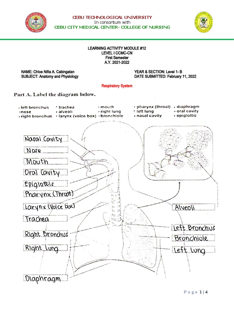 Respiratory System | PDF | Respiratory Tract | Lung