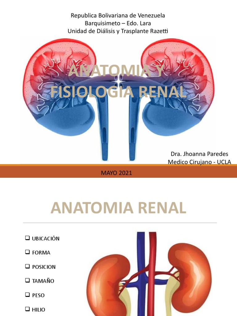 Anatomia y Fisiologia Renal | PDF | Riñón | Órgano (anatomía)