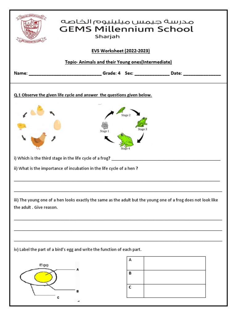 Grade 4 Animal Life Cycle Worksheet | PDF