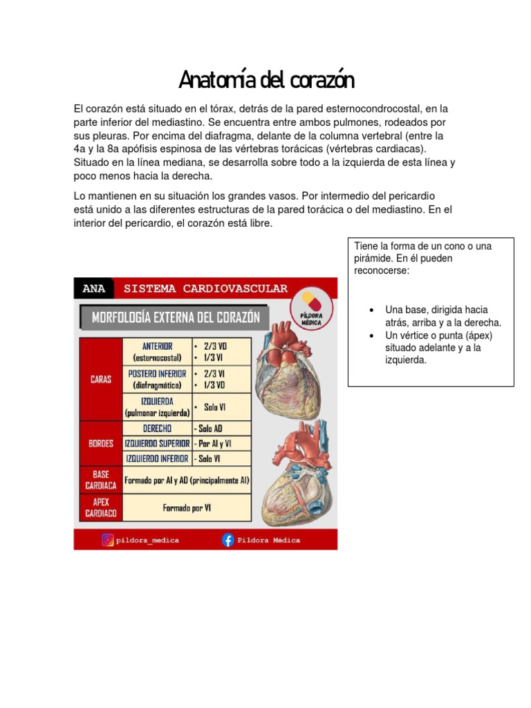 Anatomía Del Corazón: Tiene La Forma de Un Cono o Una Pirámide. en Él ...