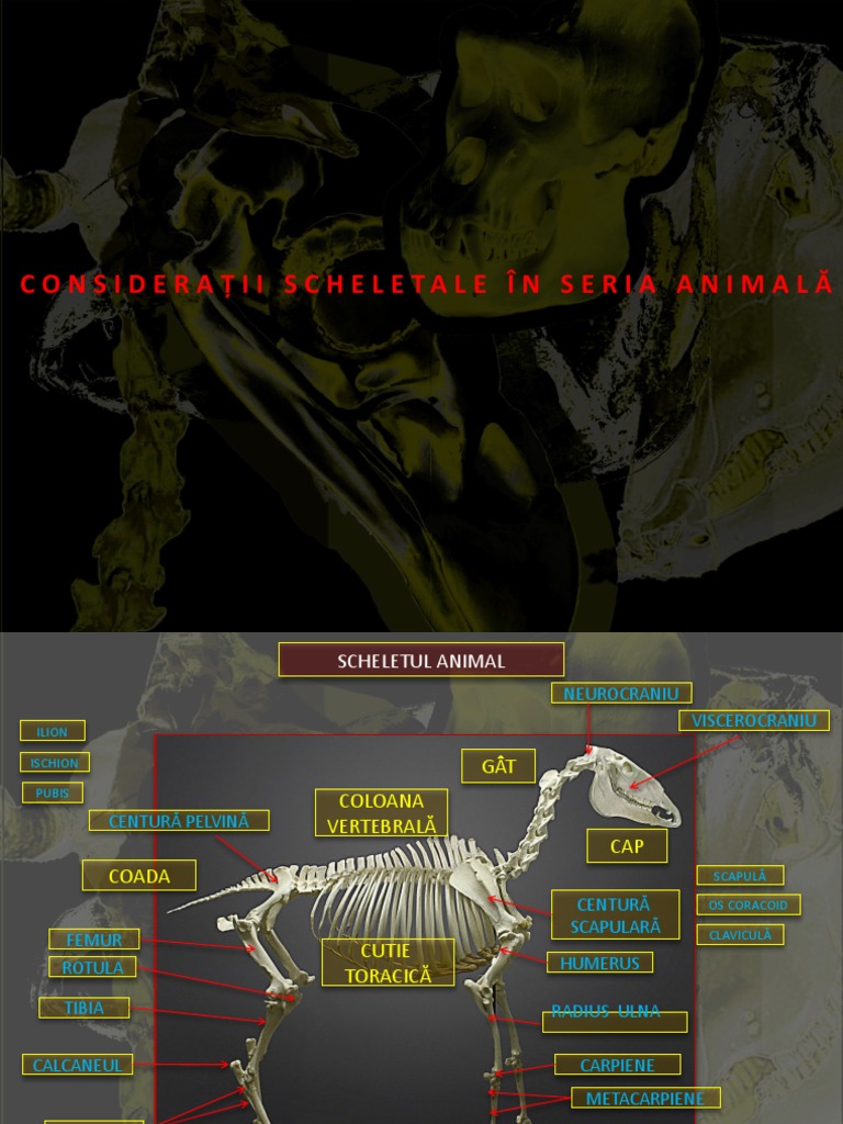 Scheletul Animal | PDF