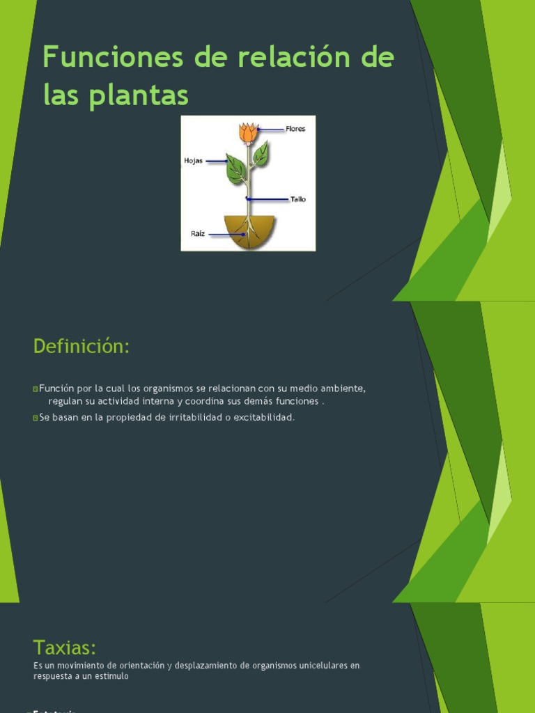 Funciones de Relación de Las Plantas | PDF