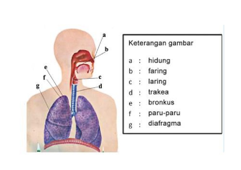 GAMBAR ORGAN SISTEM PERNAPASAN | PDF