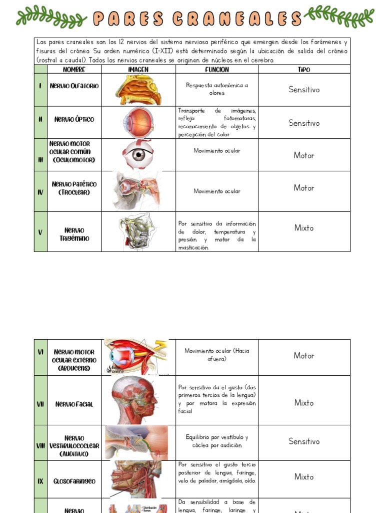 Tabla Pares Craneales | PDF