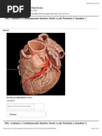 Cadaver Heart Anatomy Overview | PDF | Heart Valve | Coronary Circulation