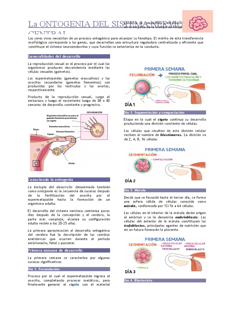 La Ontogenia Del Sistema Nervioso Central | PDF | Cerebro | Procesos ...