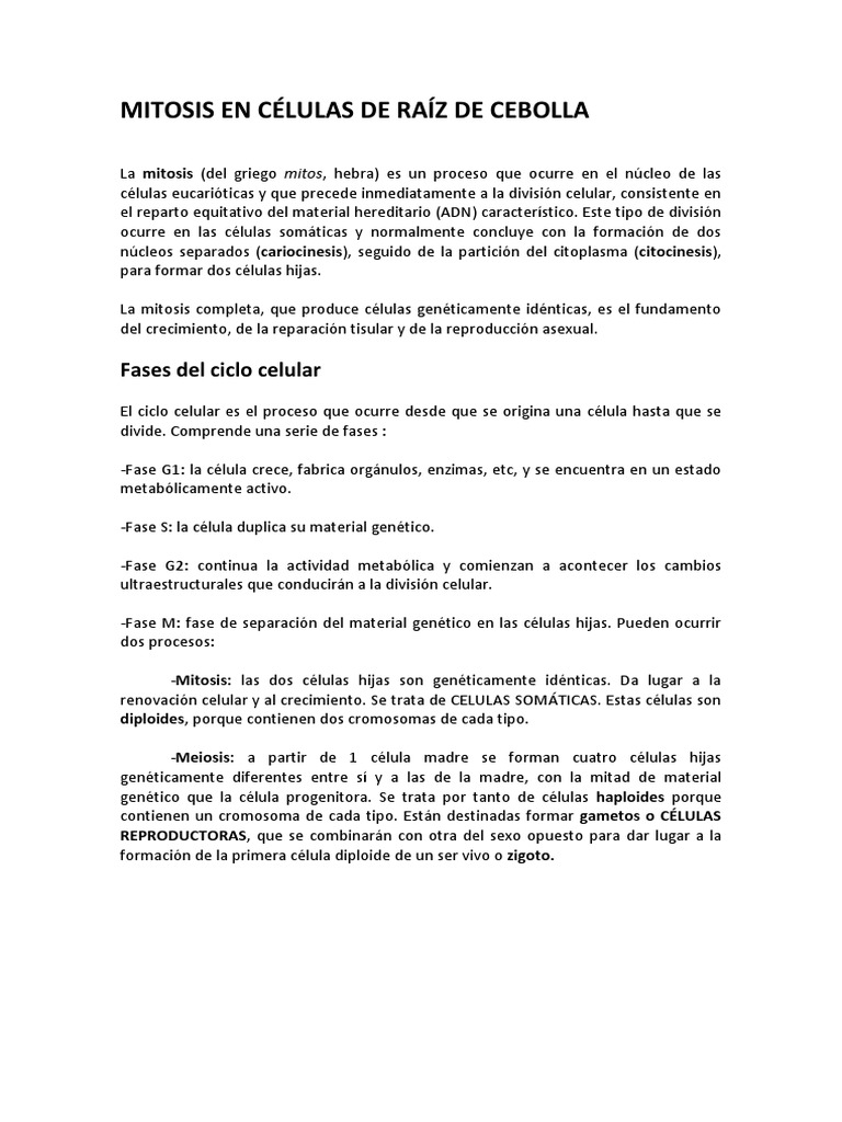Mitosis en Células de Raiz de Cebolla | PDF | Mitosis | Biología Celular)